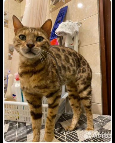 Бенгальская киска ищет дом