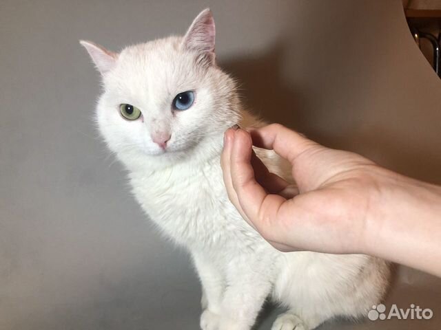 Кошки коты в добрые руки