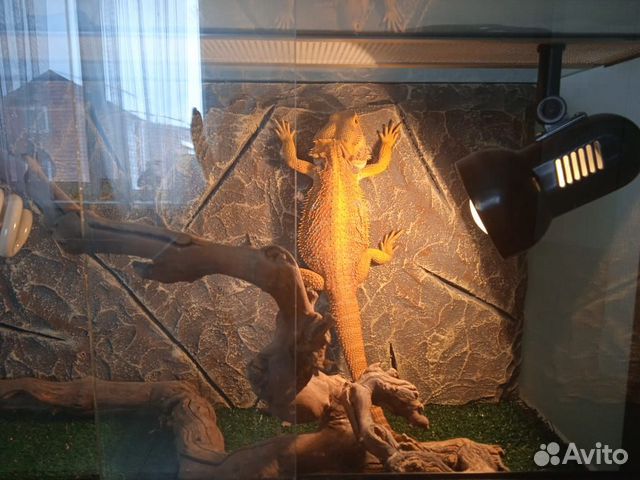 Бородатая агама с террариумом