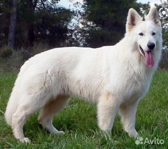 Швейцарская овчарка