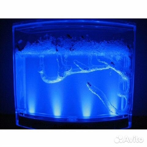 Муравьиная ферма с подсветкой - 16x14x3 см Pro