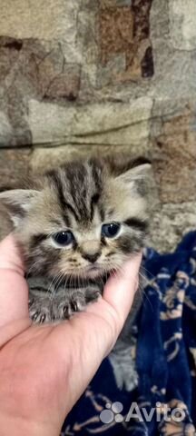 Кошки шотландцы