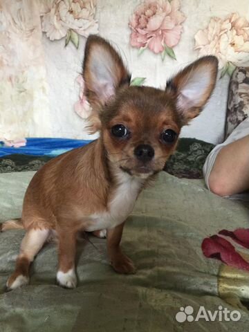Щенки чихуахуа