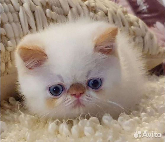 Экзотическая девочка