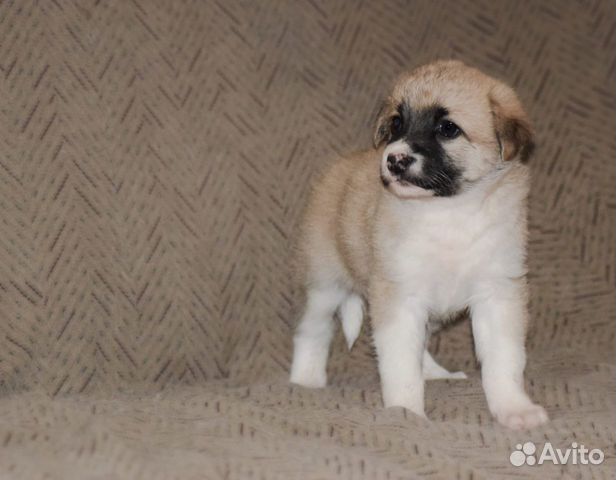 Щенок Кубик