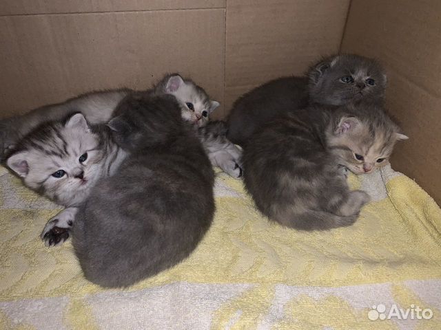 Котята британец шиншиллы