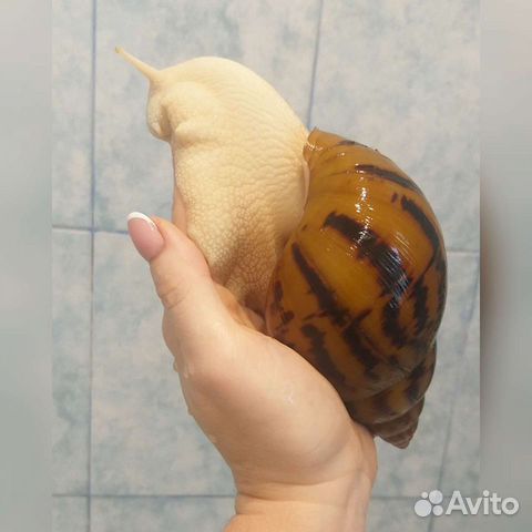 Улитка Ахатина Тигр Альбино