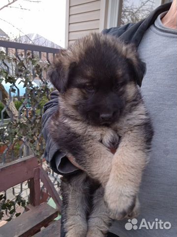 Овчаренок лучший друг и охранник