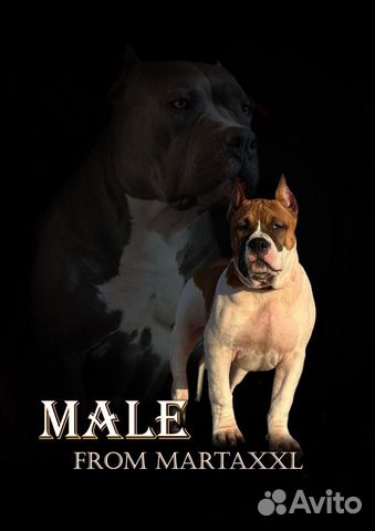 Американский булли xl