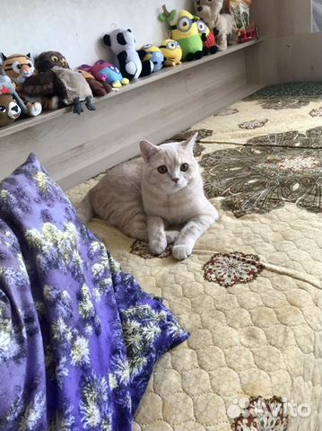 Кот Васька)