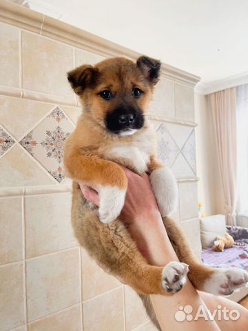 Отдадим в добрые руки щенят