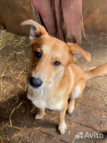 Собака Тимон задорный в добрые руки