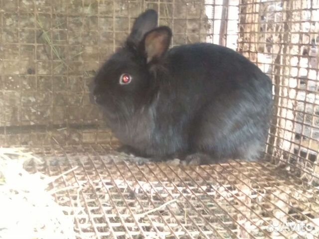 Кролики карликовые