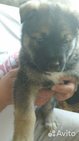 Американский Акит