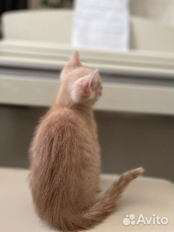 Шотландские котята
