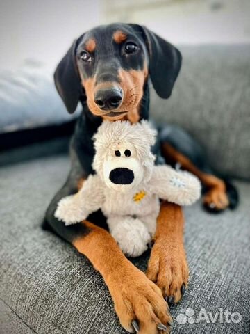 Немецкий пинчер