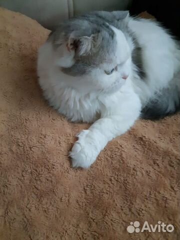 Шотландские котята в добрые руки