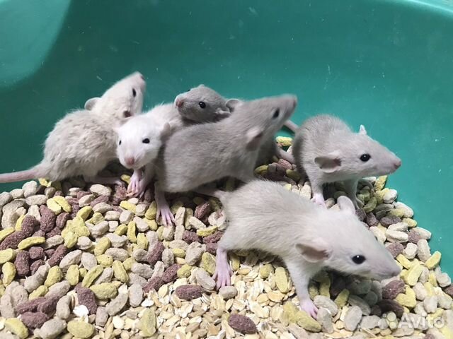 Крысята дамбо голубые и бежевые