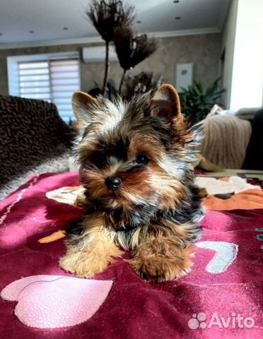 Йоркширский терьер