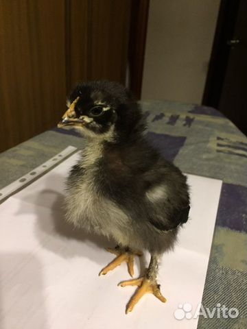 Инкубационное яйцо, цыплята