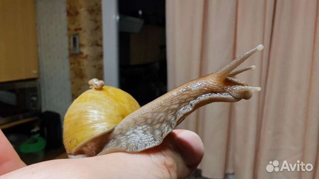 Ахатина. Террариум под ключ