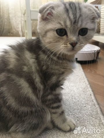 Шотландский вислоухий котенок