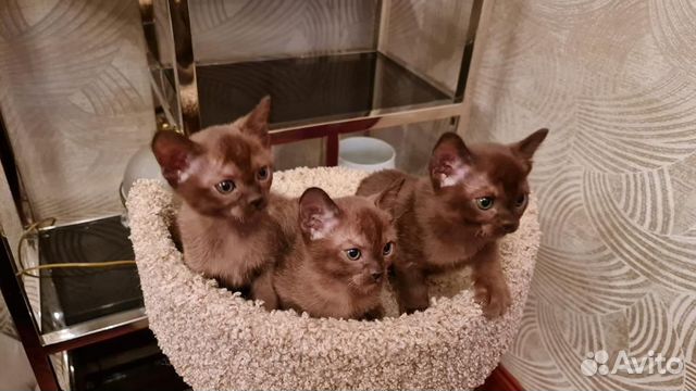 Бирманские котята