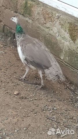 Павлин,пава