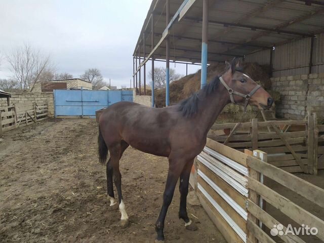 Лошадь жеребец