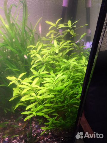 Аквариумное растение
