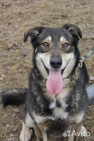 Весёлый Боня ищет дом