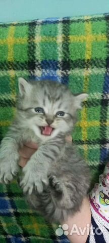 Британские малыши