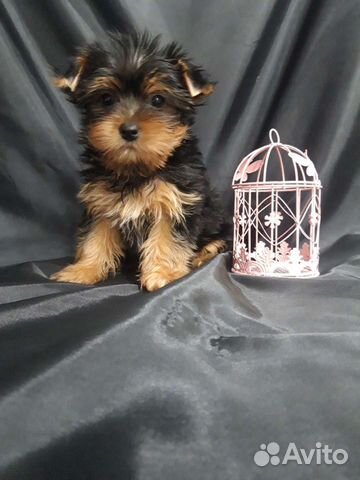 Мальчишечка