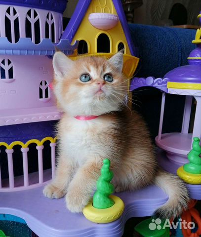 Золотые шиншиллы