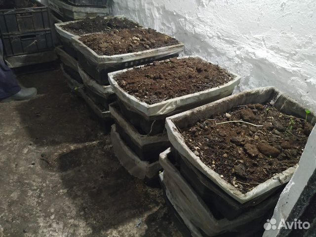 Червь "Старатель"