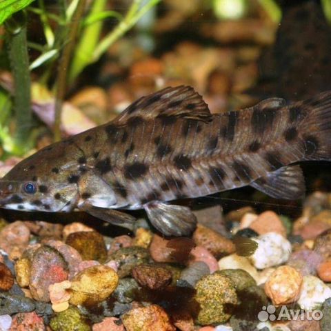 Аквариумные рыбки отдам бесплатно