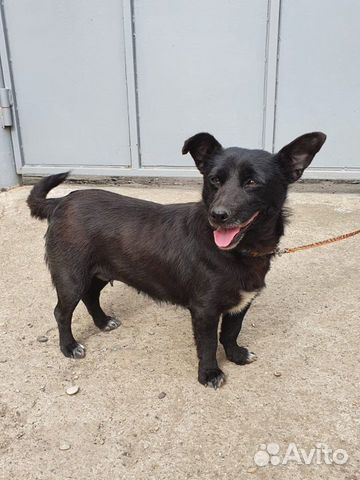 Даша ищет дом