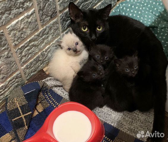 Сиамские котята бесплатно черные