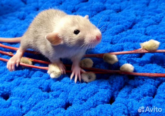 Крысята дамбо от ratlove13.85