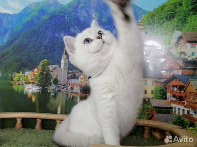 Британский котик шикардосик 7 мес