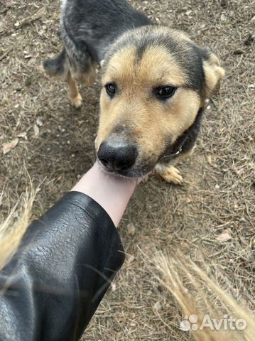 Собаки бесплатно в добрые руки