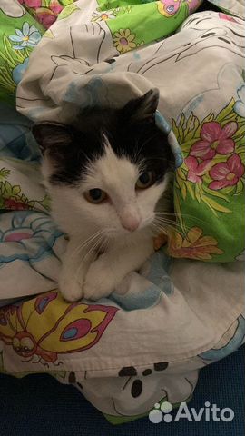 Кошка бездомыш