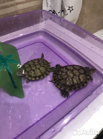 Черепахи красноухие с террариумом