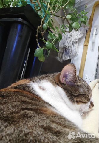 Кошка Мурыся бесплатно