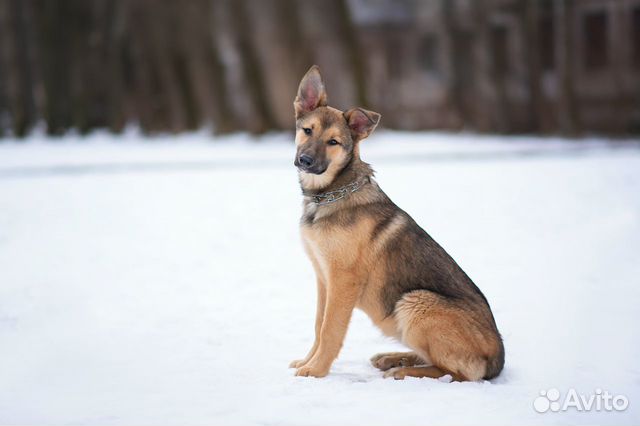 Мира ищет дом