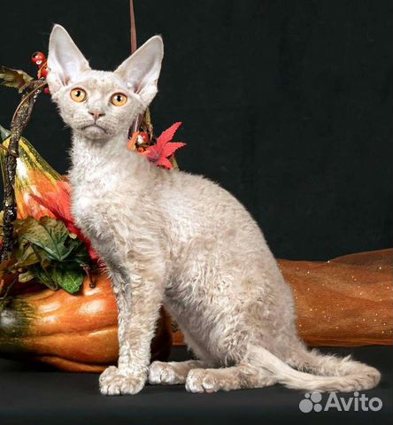 Девон-рекс мальчик