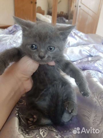 Кошка