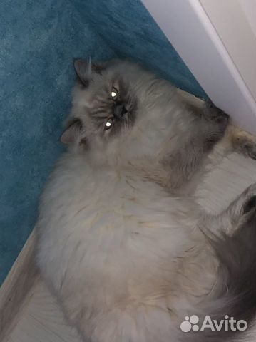 Персидский котенок кошка