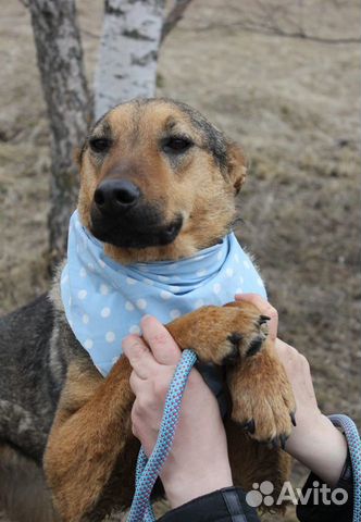 Забери Комету домой