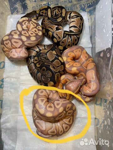 Королевская змея